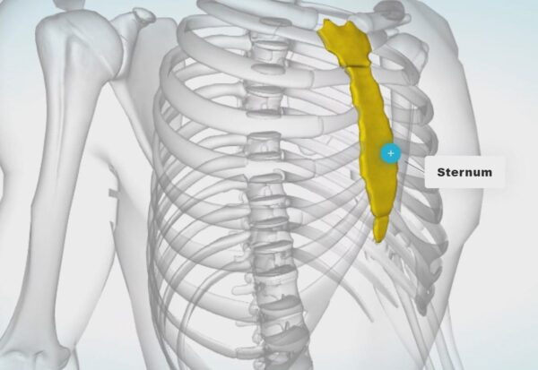 Pectus Carinatum Anatomy - Pectus Brace